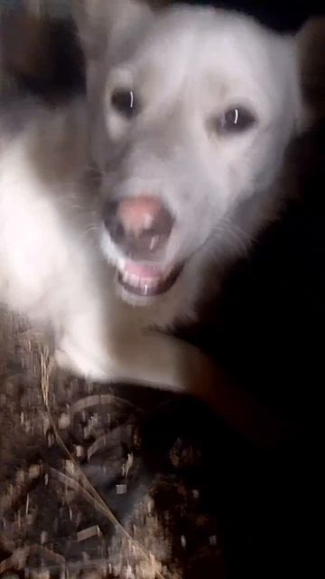 королевская собака на троне.mp4