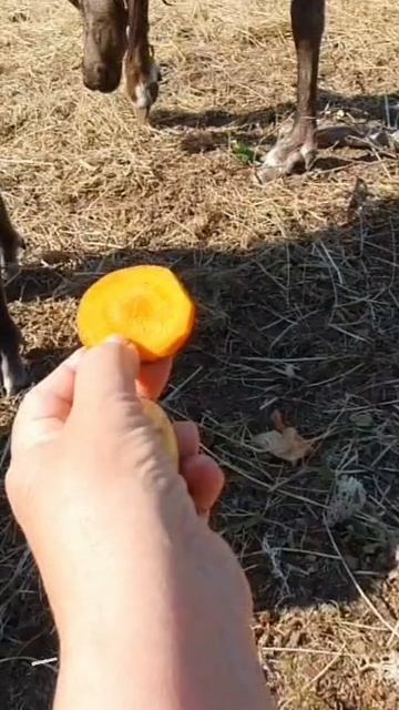 Морковку любят не все....