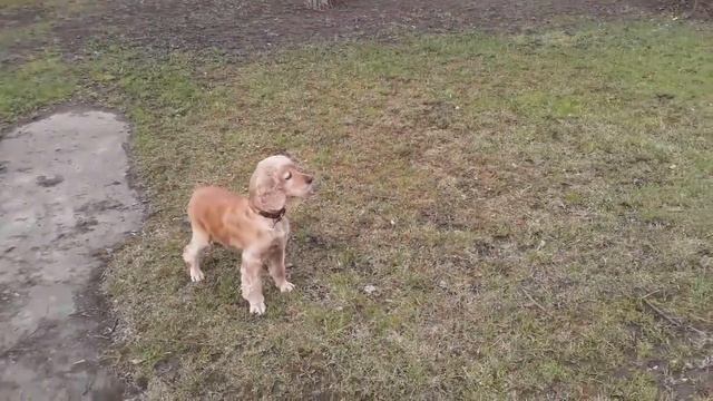 Домоседы. Выпуск 6