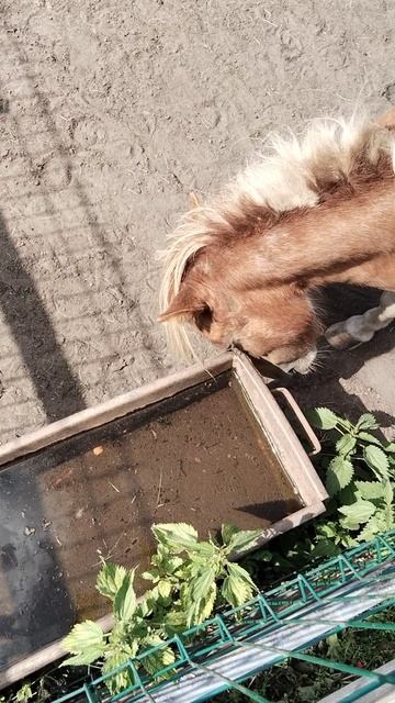 Пони. Парк Юрибей 2025.