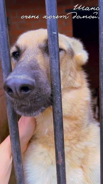 "Как ждёт Шанечка" ❥ Приют в Малинках