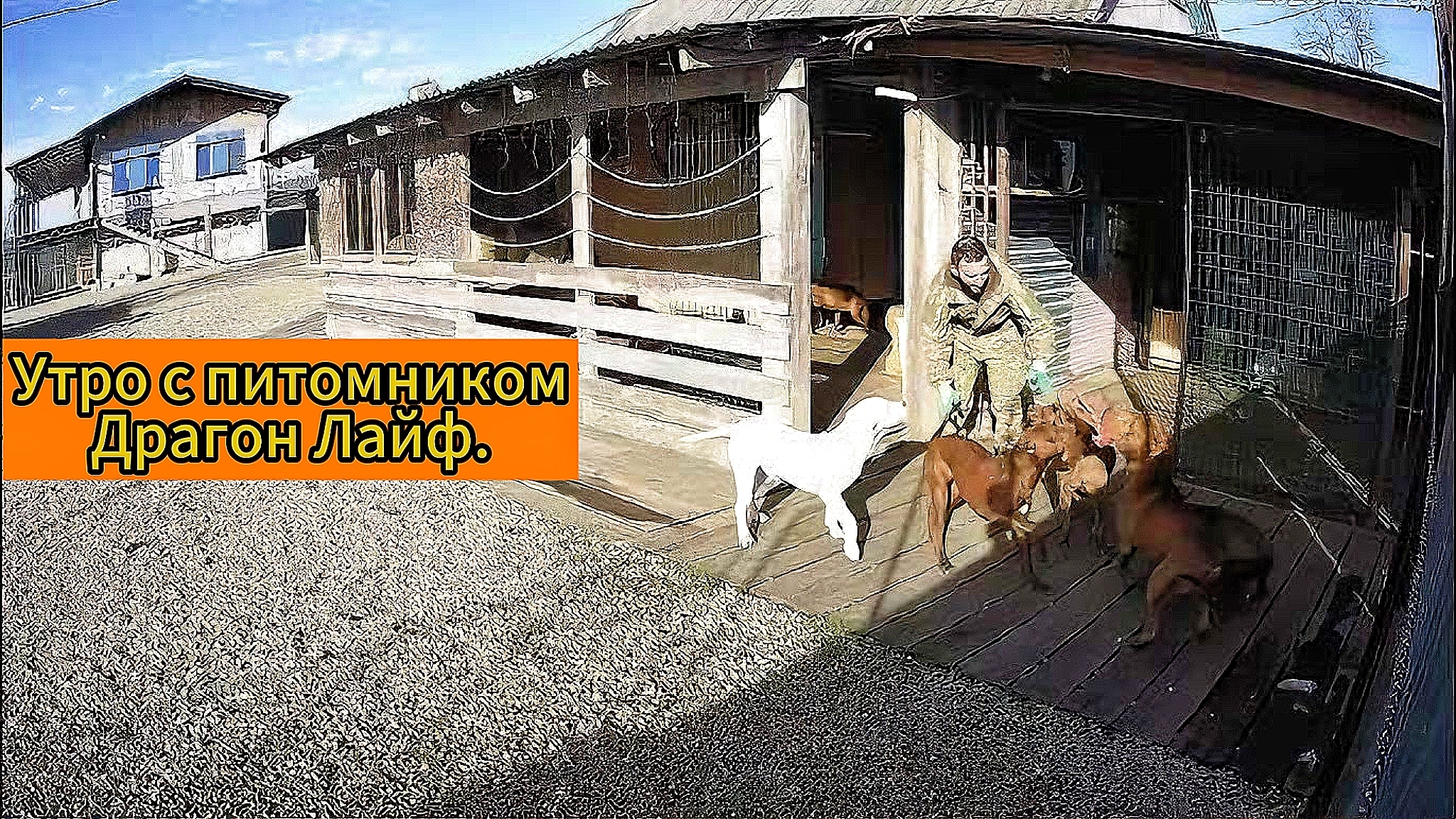 Как начинается день с бандой Питбули Dragon Life.