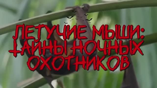 Летучие мыши: Тайны ночных охотников