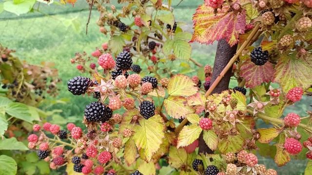 Ежемалина в этом году радует своим урожаем