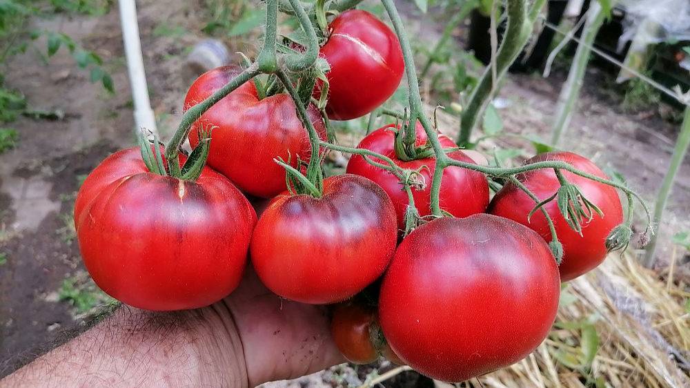 Томат Мордовский Уголь