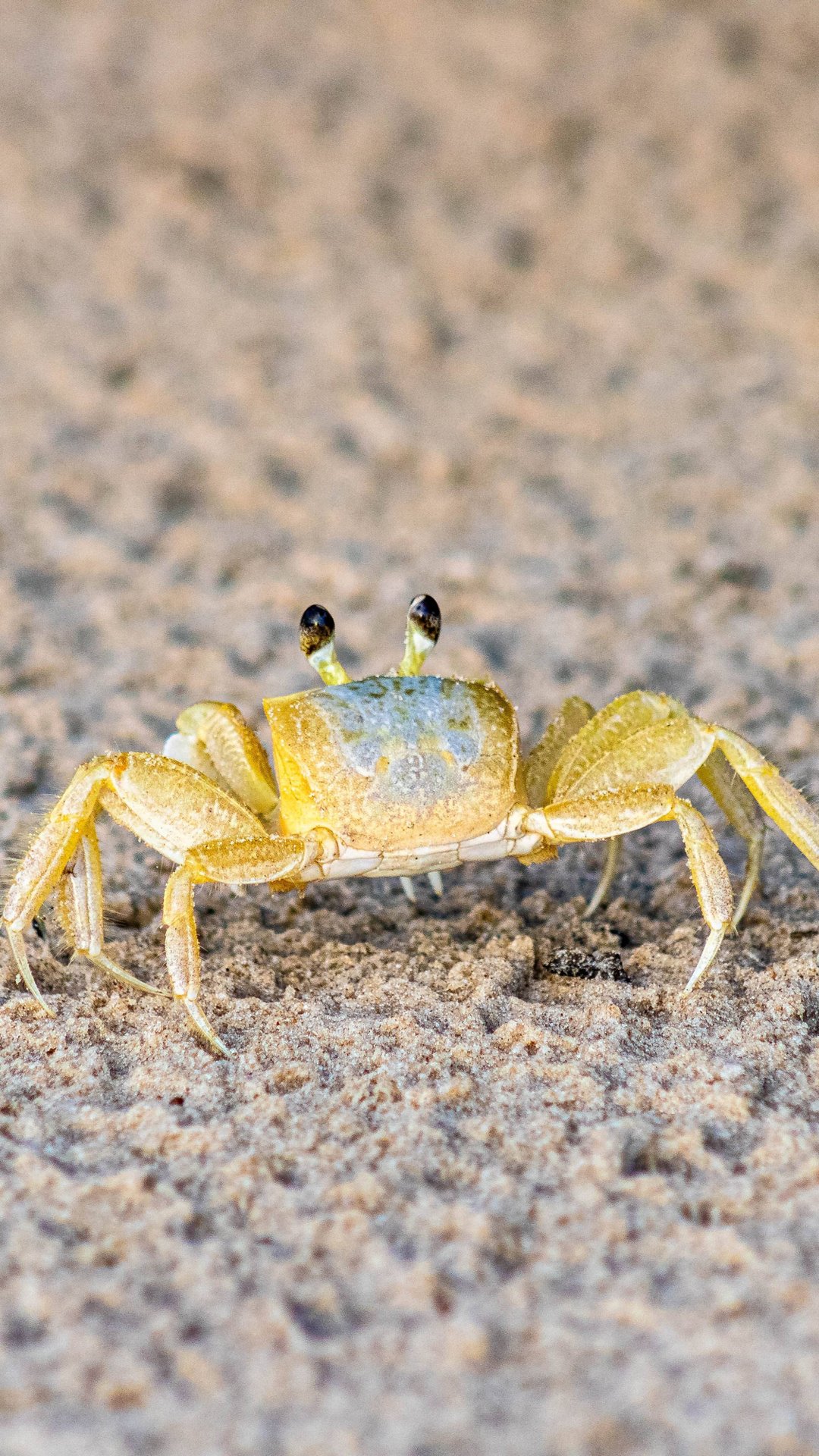 Забавные танцующие крабики😂 #shorts