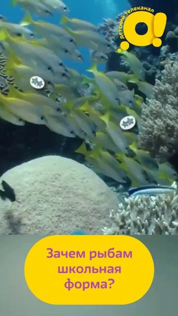 Как еще называют косяк рыб? Ответ в программе "Ничего себе имя!" на телеканале "О!"
