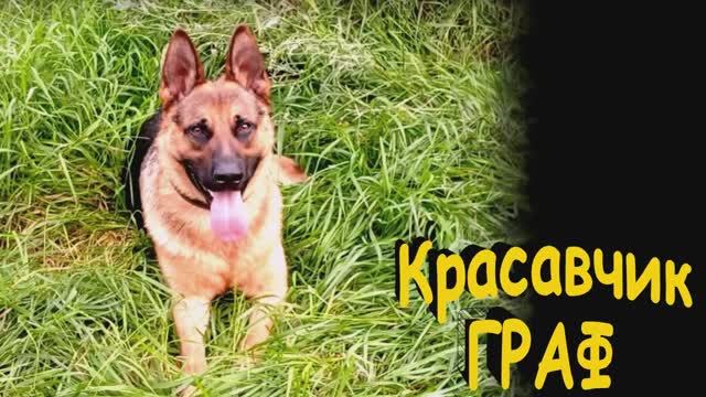 КРАСАВЧИК ГРАФ на передержке