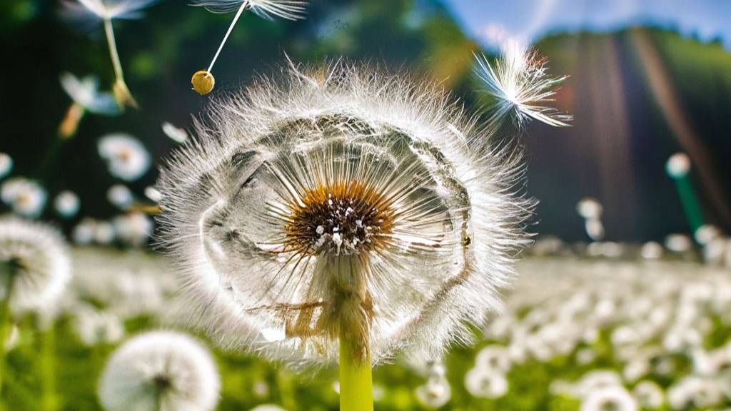 4 Отпуск Карусель, Эви май 2025