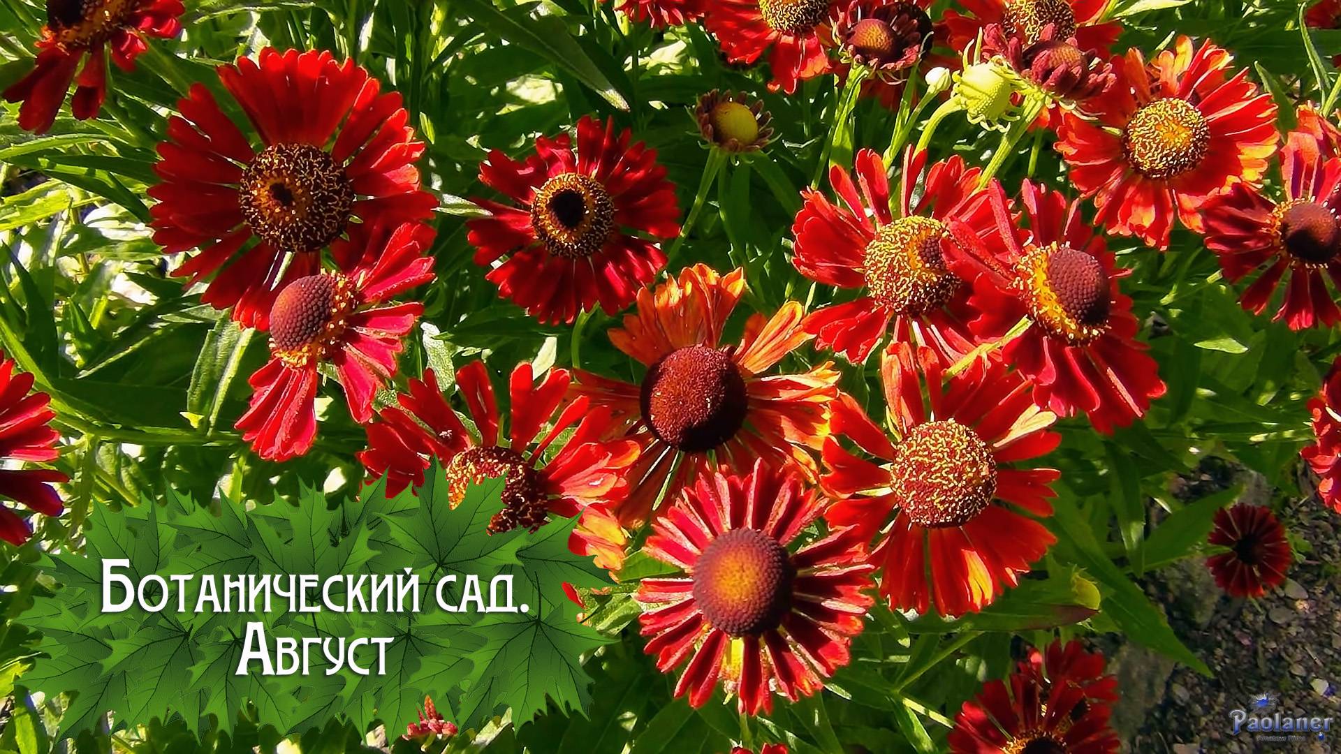 Ботанический сад. Август (2025)