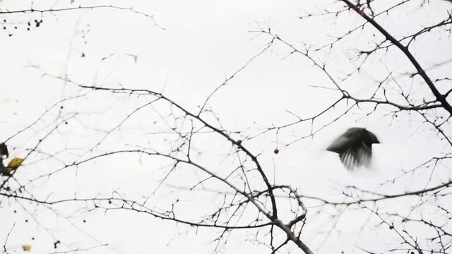 Территория чибисов 2020