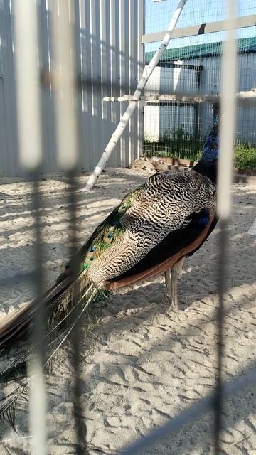 Павлины. Парк Юрибей 2025.