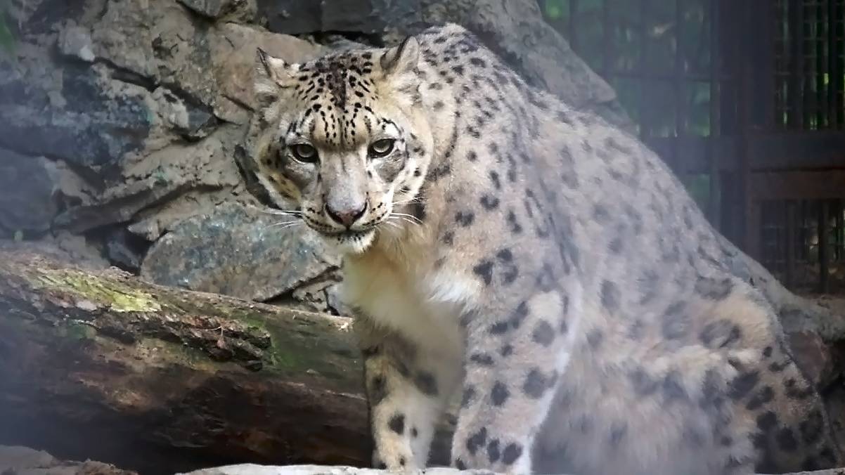 Снежный барс Саян или ирбис прогуливается после ужина.