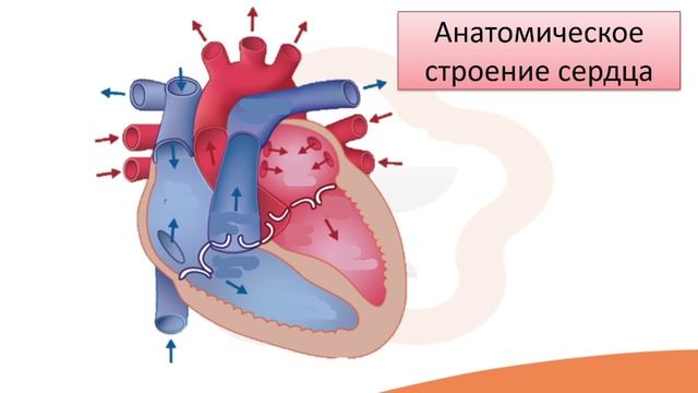 Видео-лекция №11.1 Строение сердца