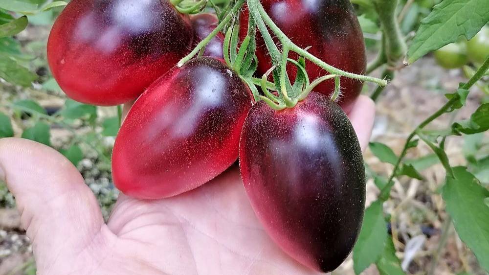 Томат Мордовская Ночка