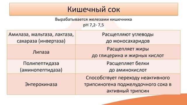 Видео-лекция №19.1 Тонкая кишка