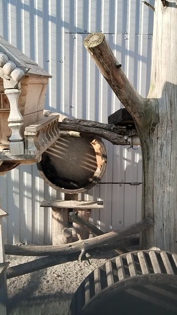 Белочки. Парк Юрибей, август 2025.