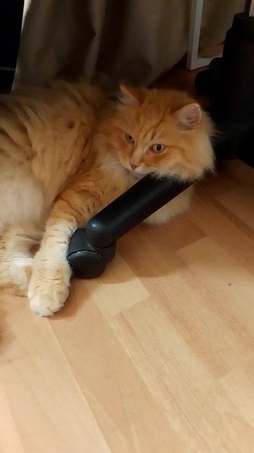 Рыжик под креслом