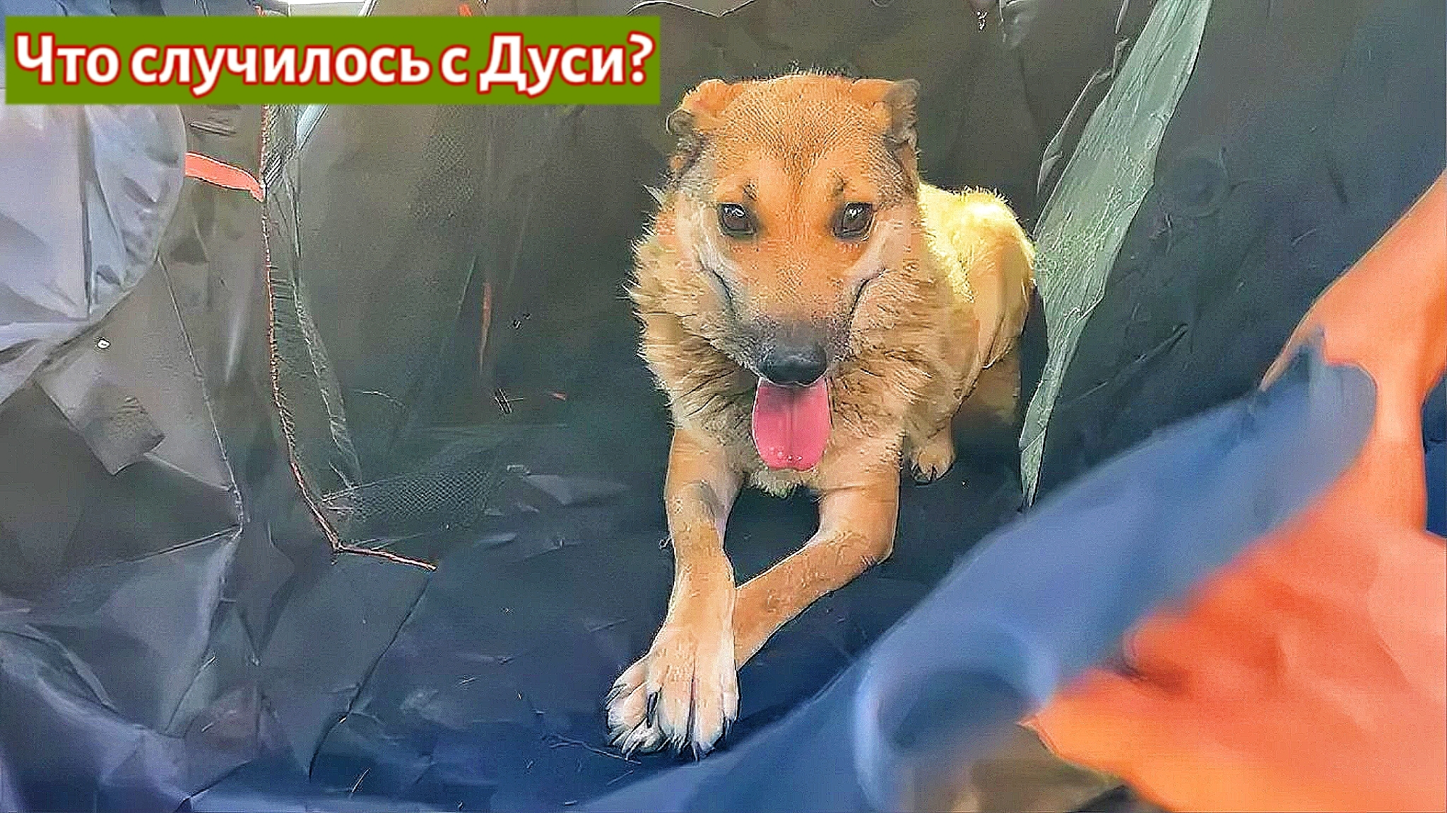 Преображение Дуси. Дуся едет в Грумерскую !!! Что получилось ??