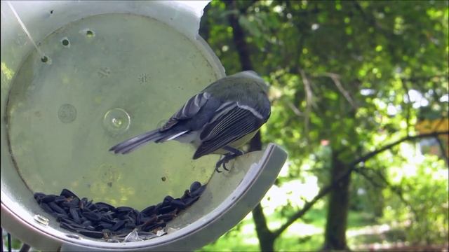 Движуха у птичек на кормушке за окном