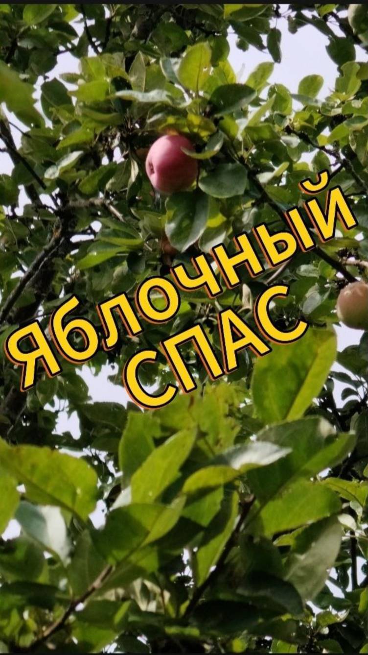 Яблочный Спас