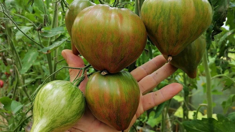 Томат Изумрудный Дождь