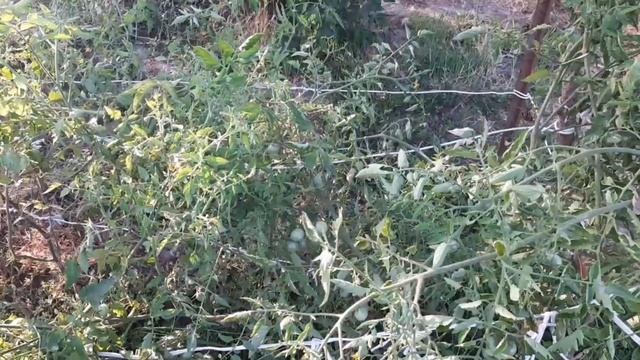 Поговорим про томаты. Часть третья.