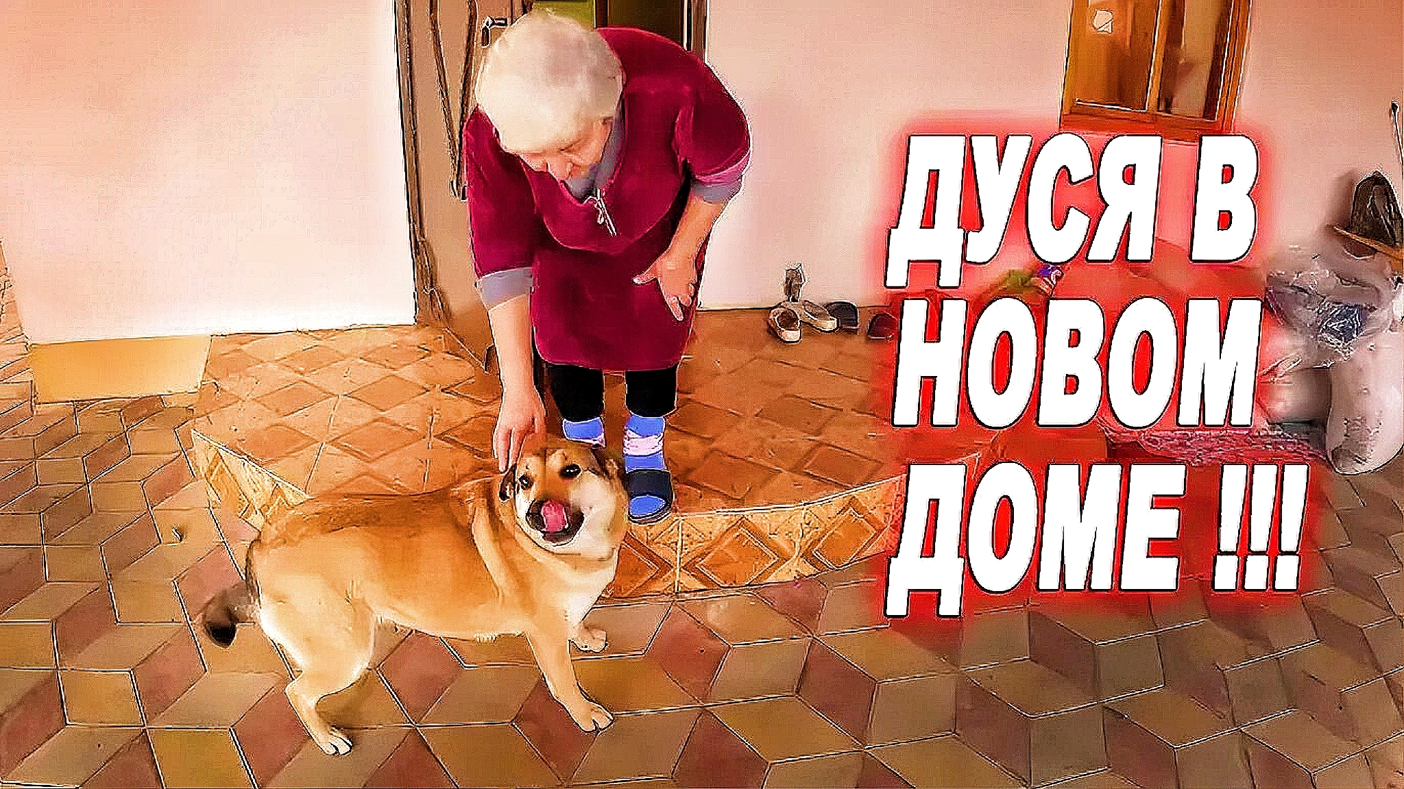 ДУСЯ ОБРЕЛА НОВЫЙ ДОМ !!!!! Как отреагировала Дуся !!! Как приняли Дуську !? Бездомная собака Дуся.