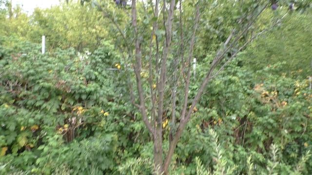 Я на даче 18.08.2025