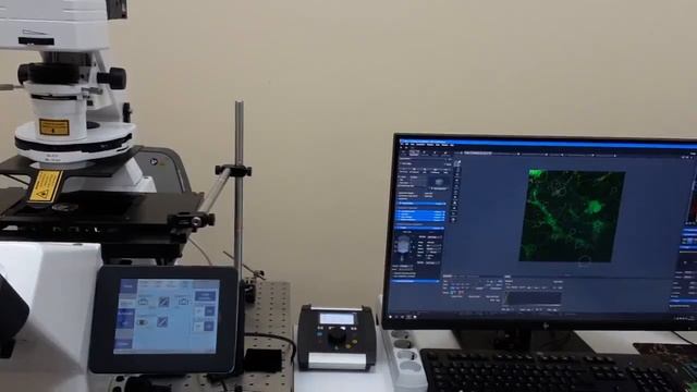 Как клетки думают под лазерным конфокальным микроскопом 20.09.2021