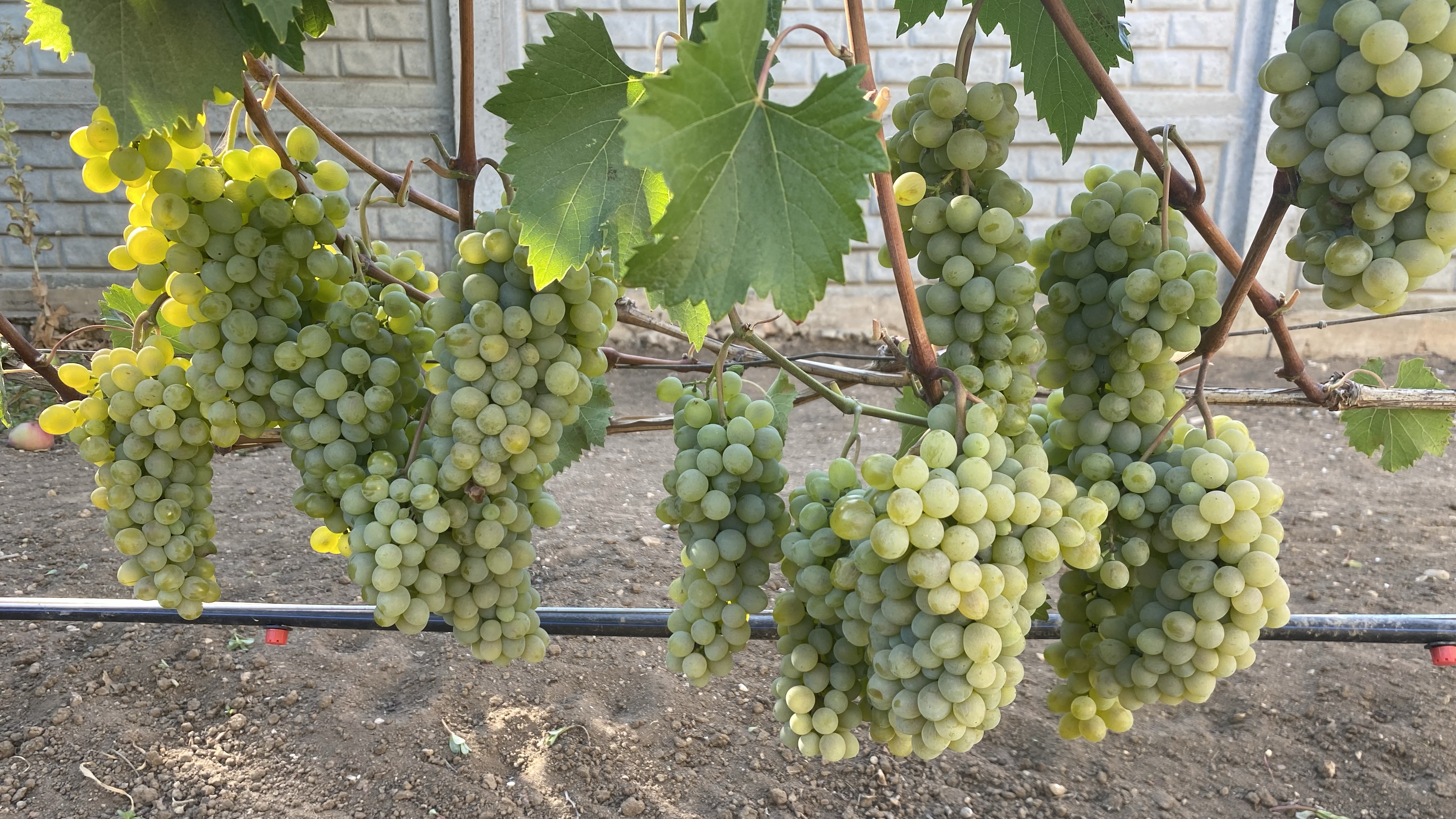 Созревание винограда