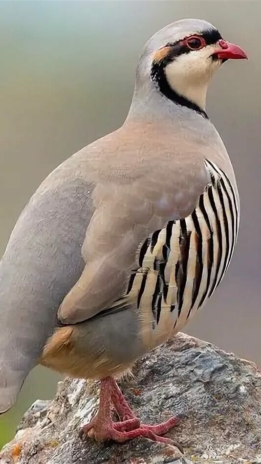 В моих руках — будущее стаи! 👀 Моя новая цель - кеклики! ⛰️ Начало большого пути!
