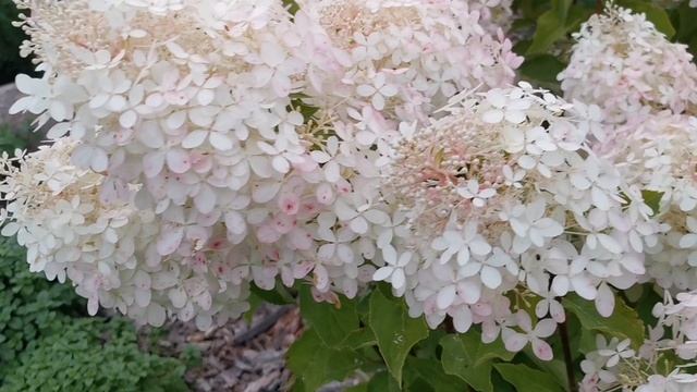 Запоздалые гортензии сада на ветру. 19.08.2025. Восток Ленобласти