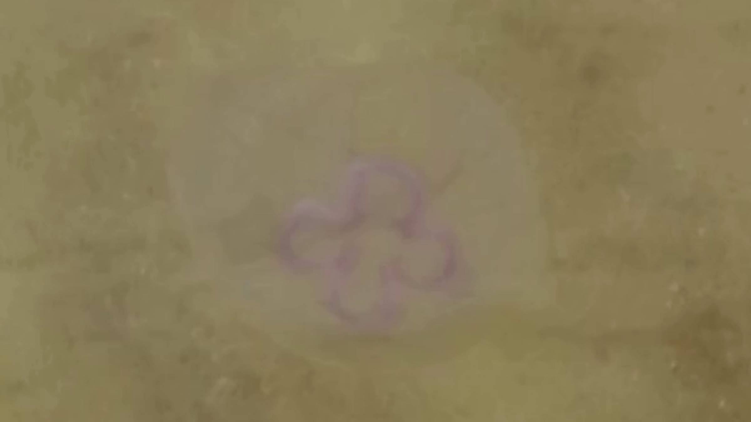 Медуза. Встреча на море с медузой) Близкая съемка #STR