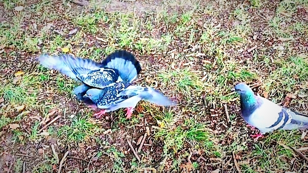 Нашествие голубей