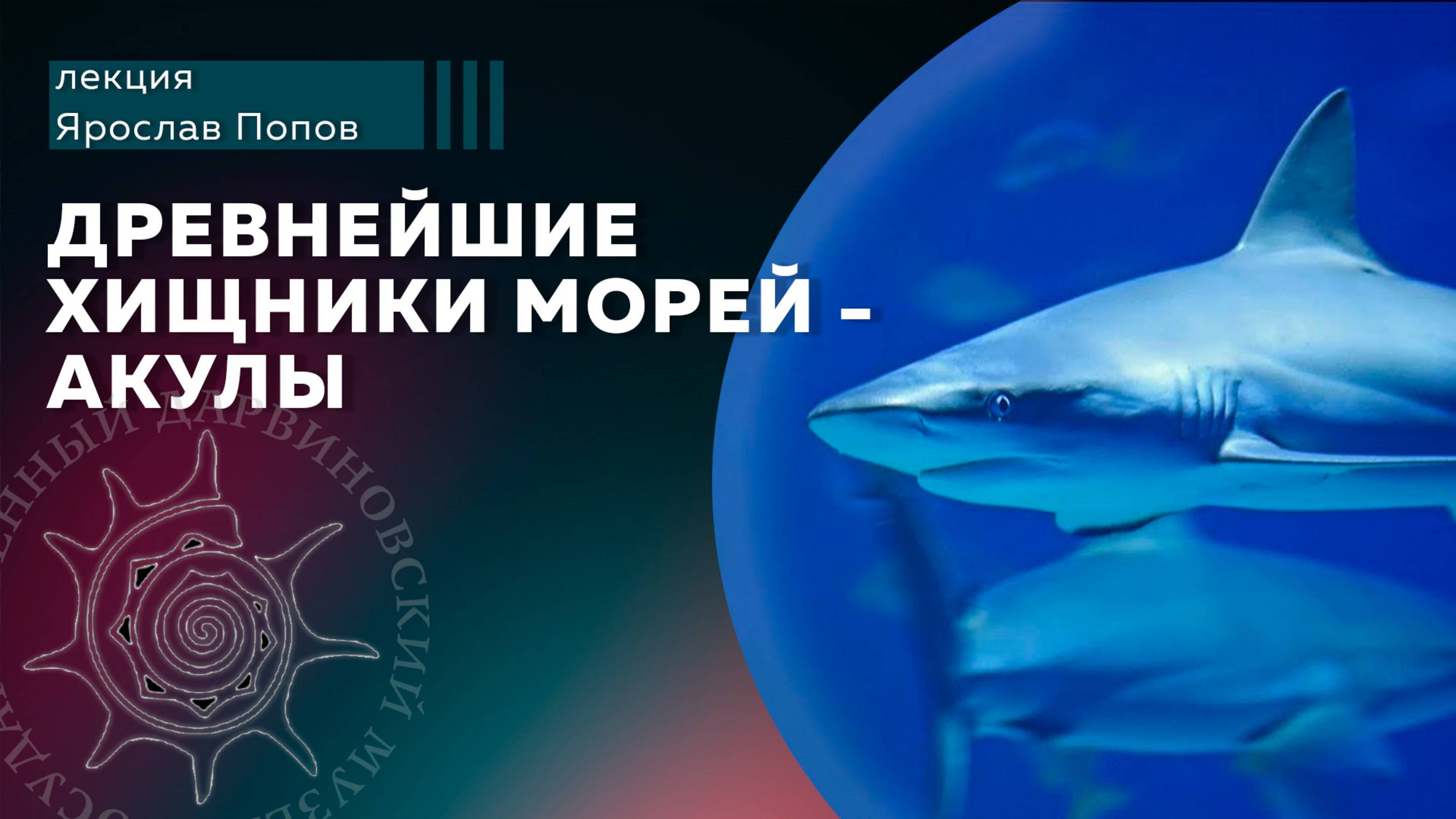 Древнейшие хищники морей - акулы