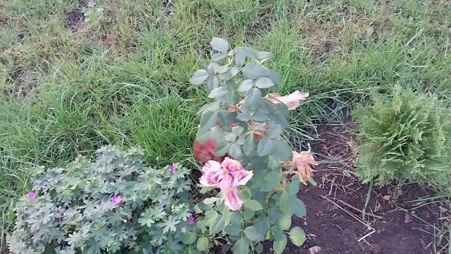 Мои животные! часть 2🤗