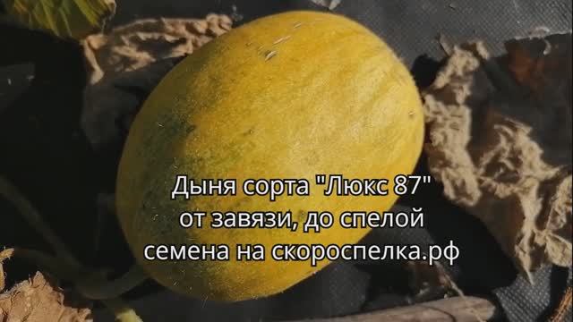 Дыня сорт Люкс 87 от завязи, до спелой Семена этой дыни у нас на скороспелка.рф