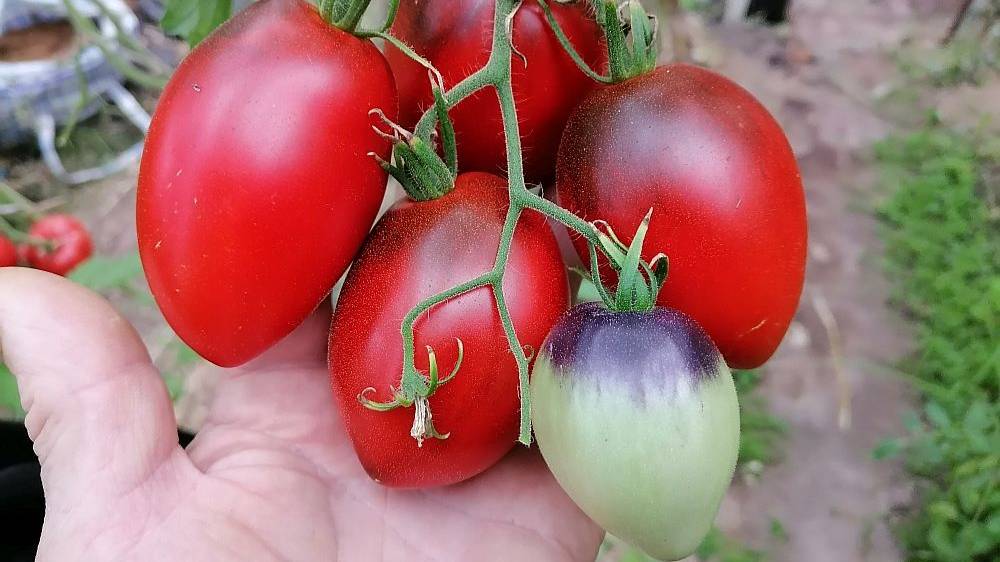 Томат Огненное сердце Мордовии