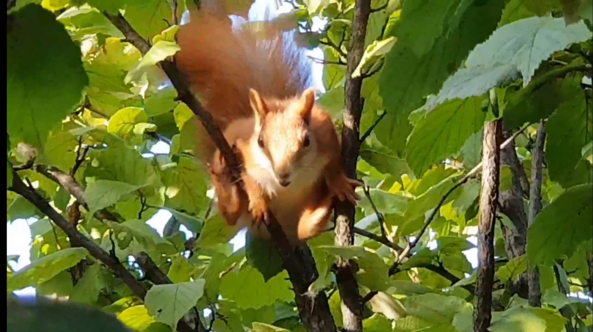 Вот кто крадет мой фундук.