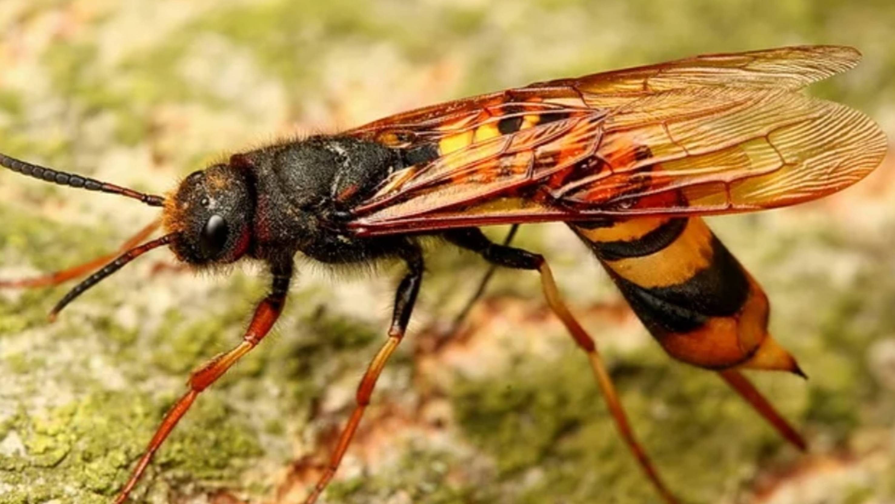 Ужасающий и при этом безопасный рогохвост большой