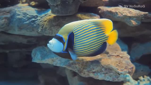 Какой образ жизни предпочитают вести Рыбы-ангелы из сем. Помакантовые (Angelfishes) — Pomacanthidae?