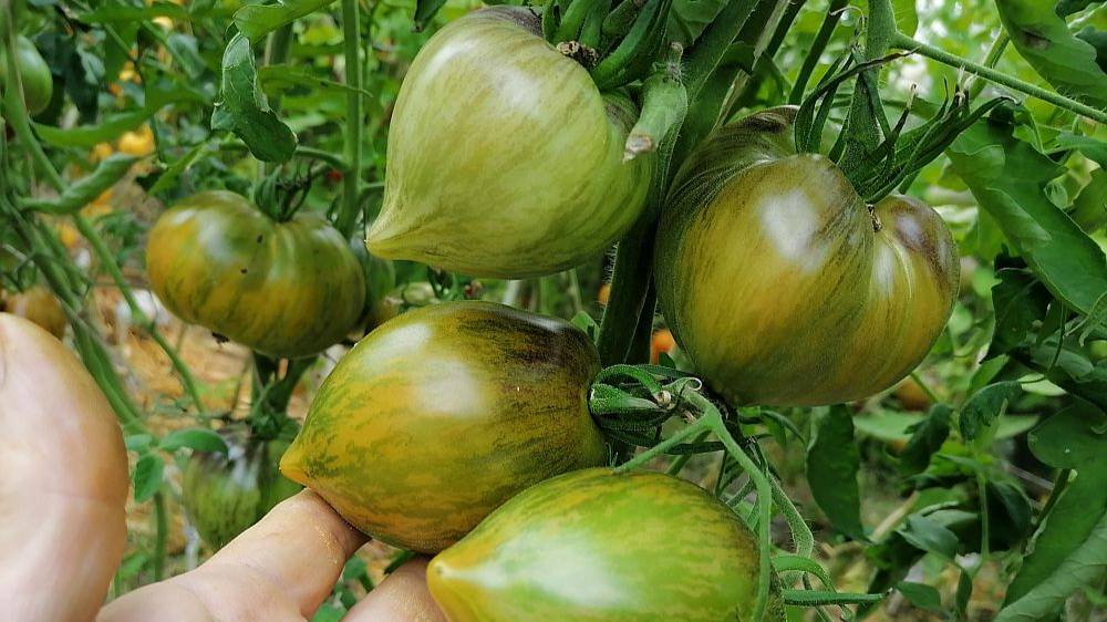 Томат Алискино Сердце