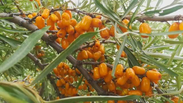 Дары сада... 🍎🍏🥕🍆🍅🥒