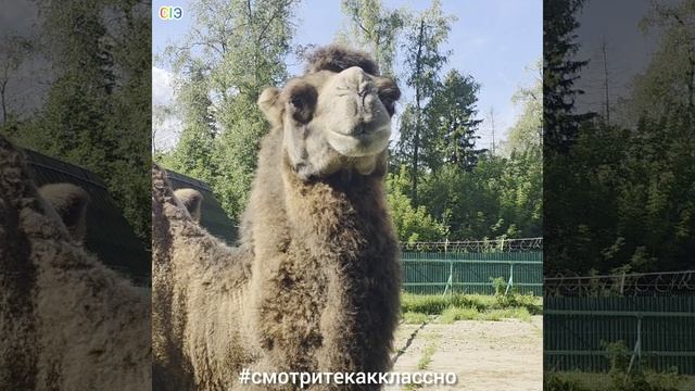 Костромской зоопарк.mp4