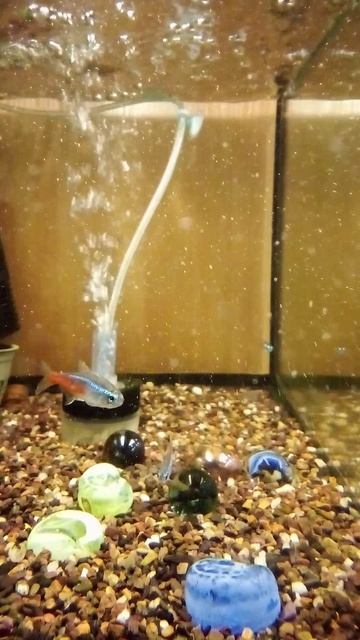 что изменилось с моим аквариумом за 2 месяца 19 дней