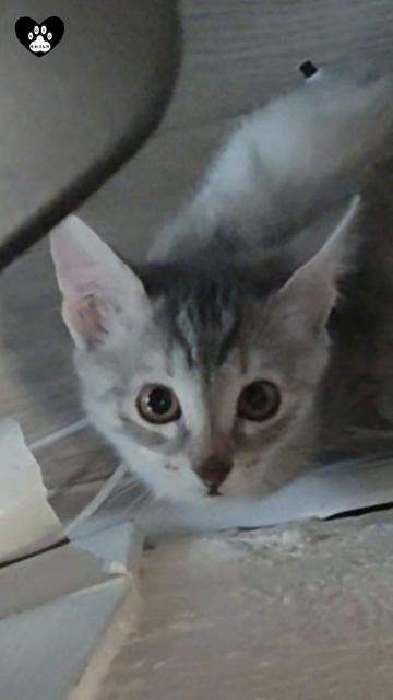 Пушиночка прыгает