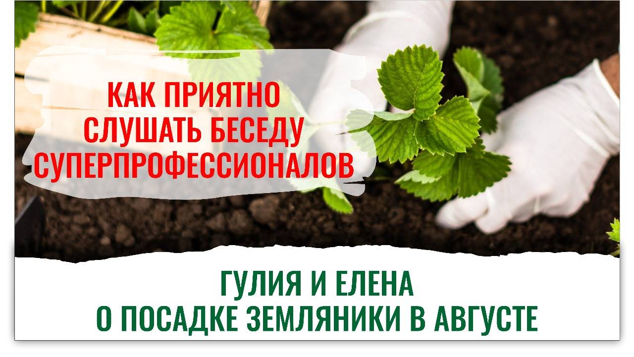 Вырасти садовую землянику +800% пользы витаминам и минералам по вкусу, по технологии АС-35