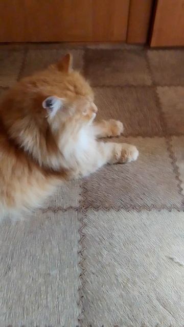 Рыжик написал