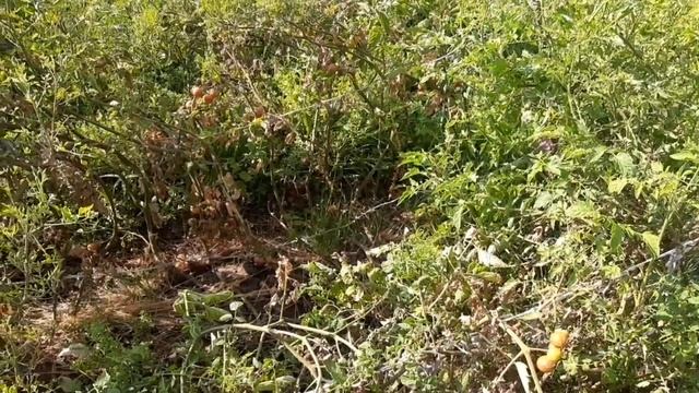 Поговорим про томаты. Часть вторая.